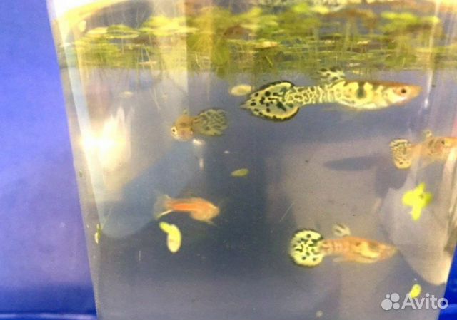 Набор начинающего аквариумниста