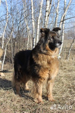 Великолепный пёс Персей