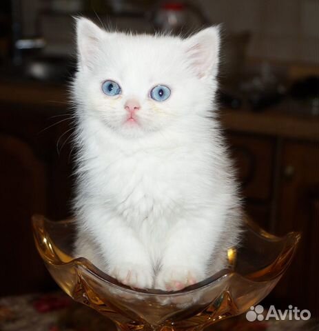 Белый экзотик с голубыми глазками