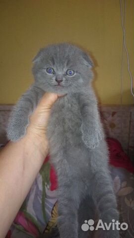 Шотландская