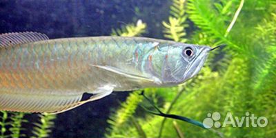 Арована серебряная