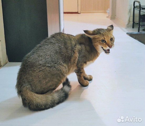 Элита кошачего мира Чаузи