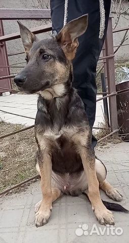 Щенок метис овчарки