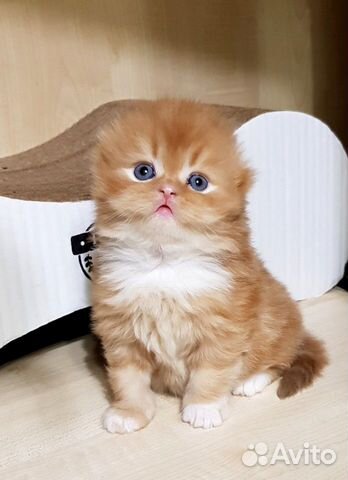 Эффектные шотландские котята