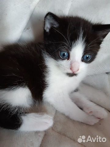 В добрые руки