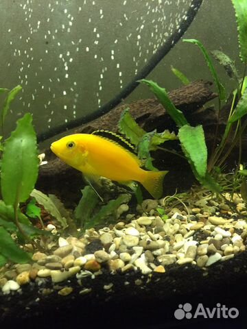 Рыбка еллоу