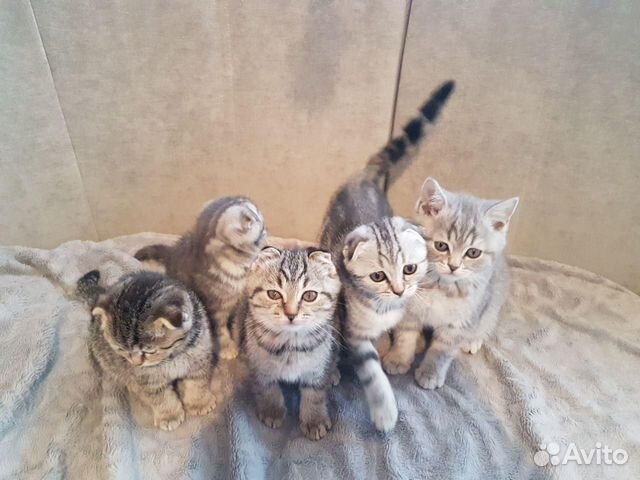 Шотландские вислоухие котята