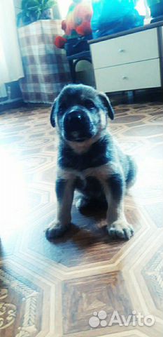 Щенок мальчик 4 недели помесь