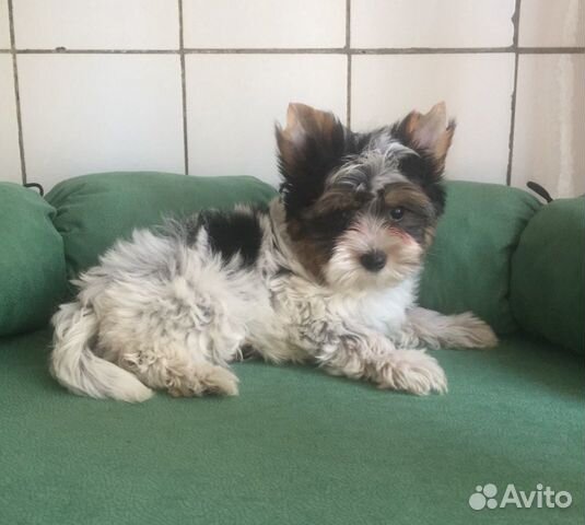 Стандартный мальчик Бивера