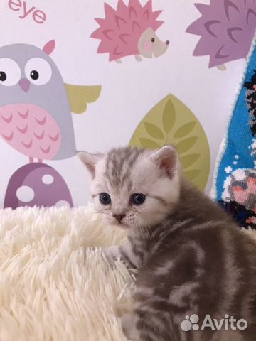 Шотландский фолдик