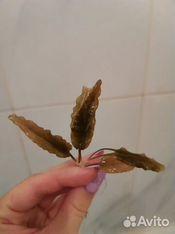 Растения для аквариума