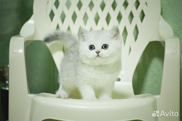 Красивая и обаятельная кошечка