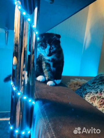 Кошка-подросток