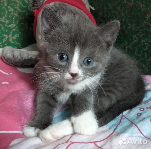 Котёнок-девочка
