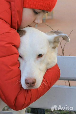 Прижмите к сердцу рыжую собаку