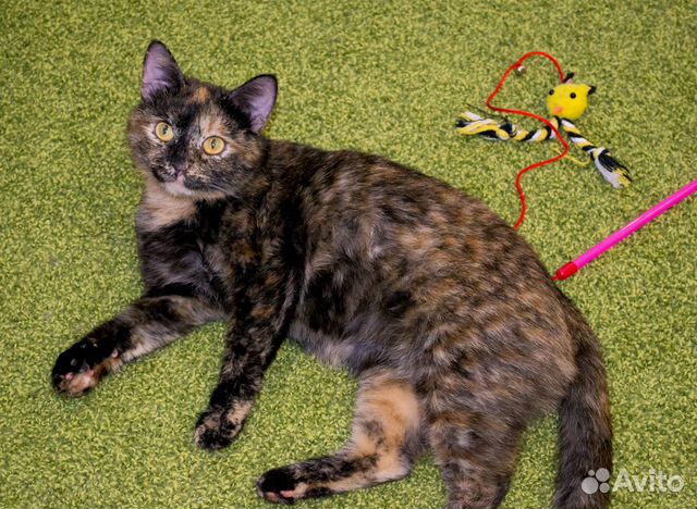 Баффи ищет дом