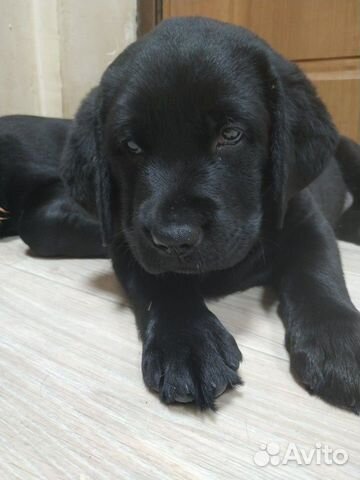 Няшные детки лабрадора