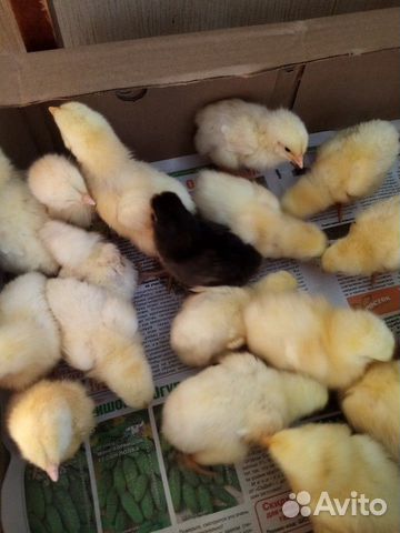 Цыпленок бройлерный Кобб 700