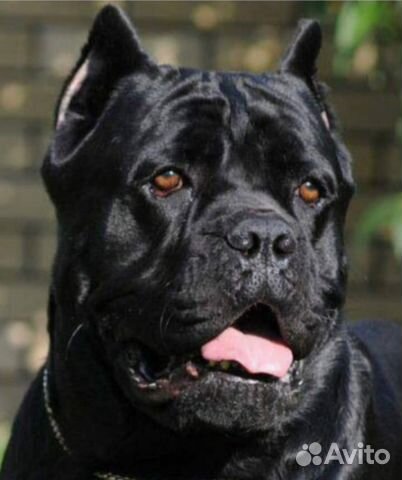 Вязка Кане Корсо