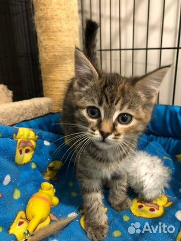 Крошка Матрёшка ищет дом