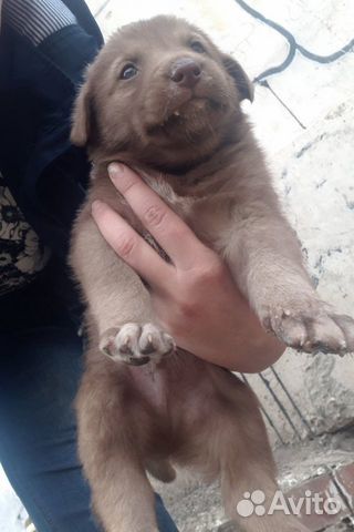 Будущий охранник ищет дом