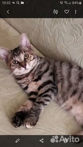 Котята-рысята
