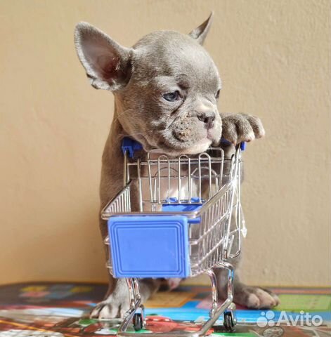 Французский бульдог голубой пирожок