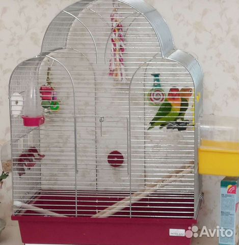 Попугаи Неразлучник Фишера