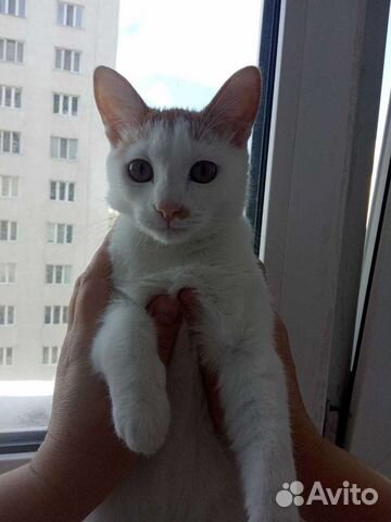Кошечка