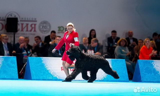 Русский черный терьер, кобели питомника для вязок