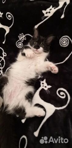 Зефирка ищет дом