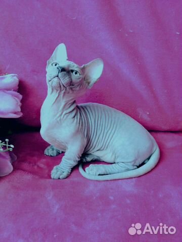 Два мальчика бамбино