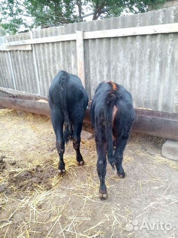 Бычки и коровка