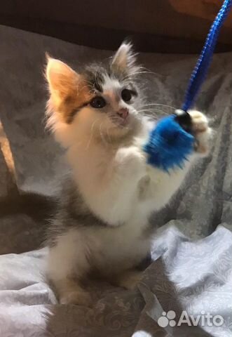 Котейка 2 мес ищет дом