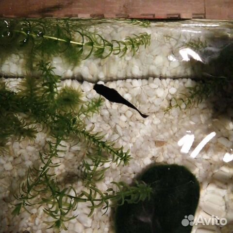 Моллинезии, улитка ампулярия