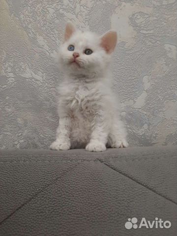 Котята редкой породы