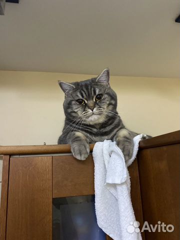Вязка с кошечкой