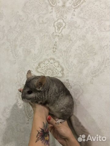 Шиншила