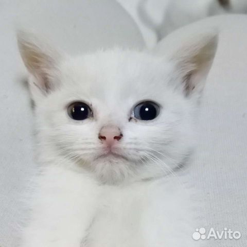 Кошечка с разноцветными глазами