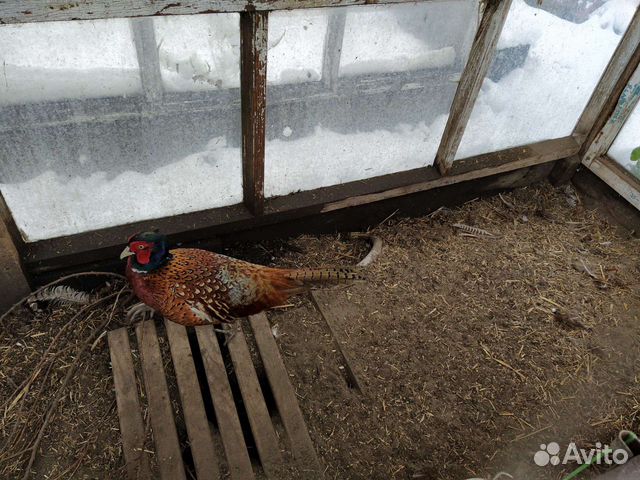 Фазан, птицы