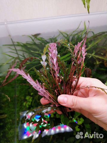 Аквариумное растение гигрофилла пиннатифида