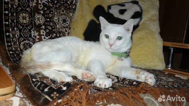 Котик Сырок, кастрирован