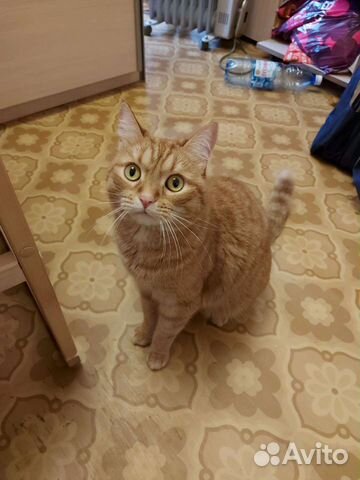 Кот