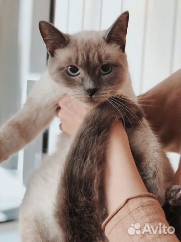 Кошечка Афина ищет дом