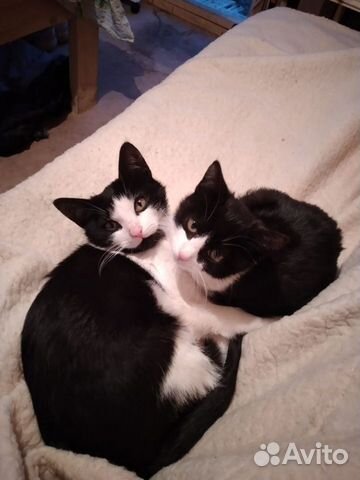 Котики