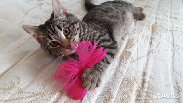 Котенок девочка 4 месяца