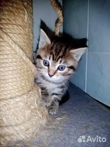 Отдам сибирского котёнка