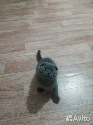 Продам кошечку (девочка)