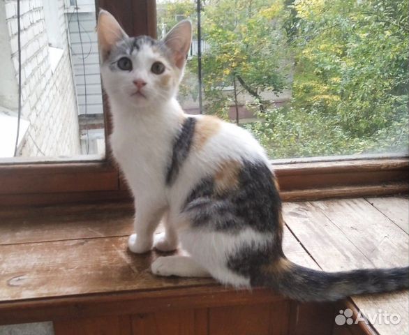 Трехцветный котенок кнопка