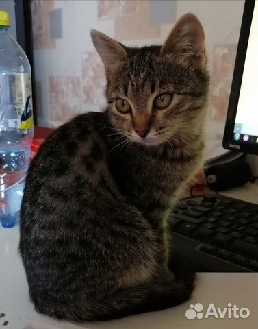 Кошечка в добрые руки